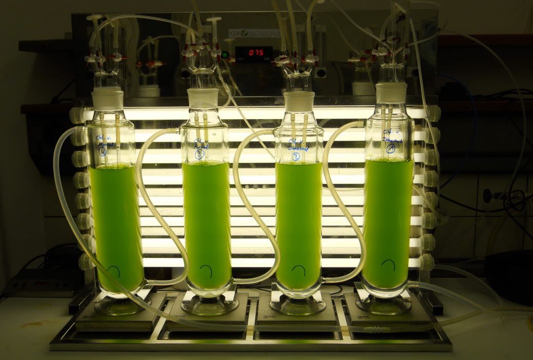 Microalgae – a versatile resource - SINTEF