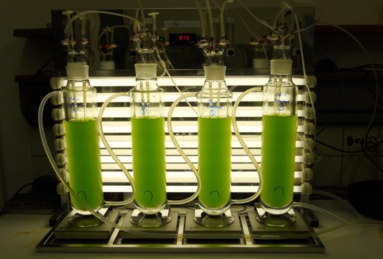 Microalgae – a versatile resource - SINTEF