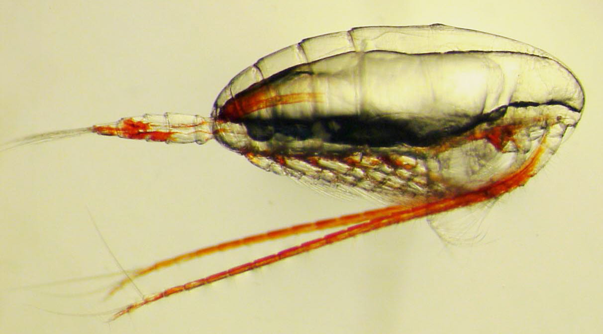 Effects of marine diesel on Calanus species