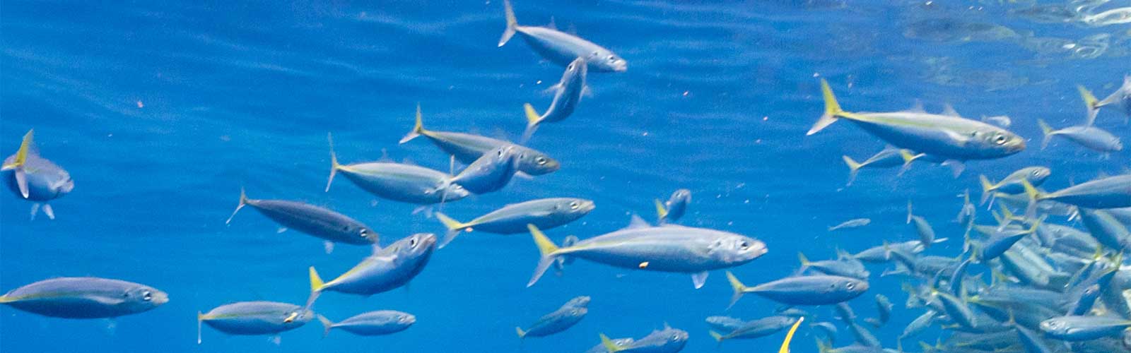 SINTEF projects - SINTEF