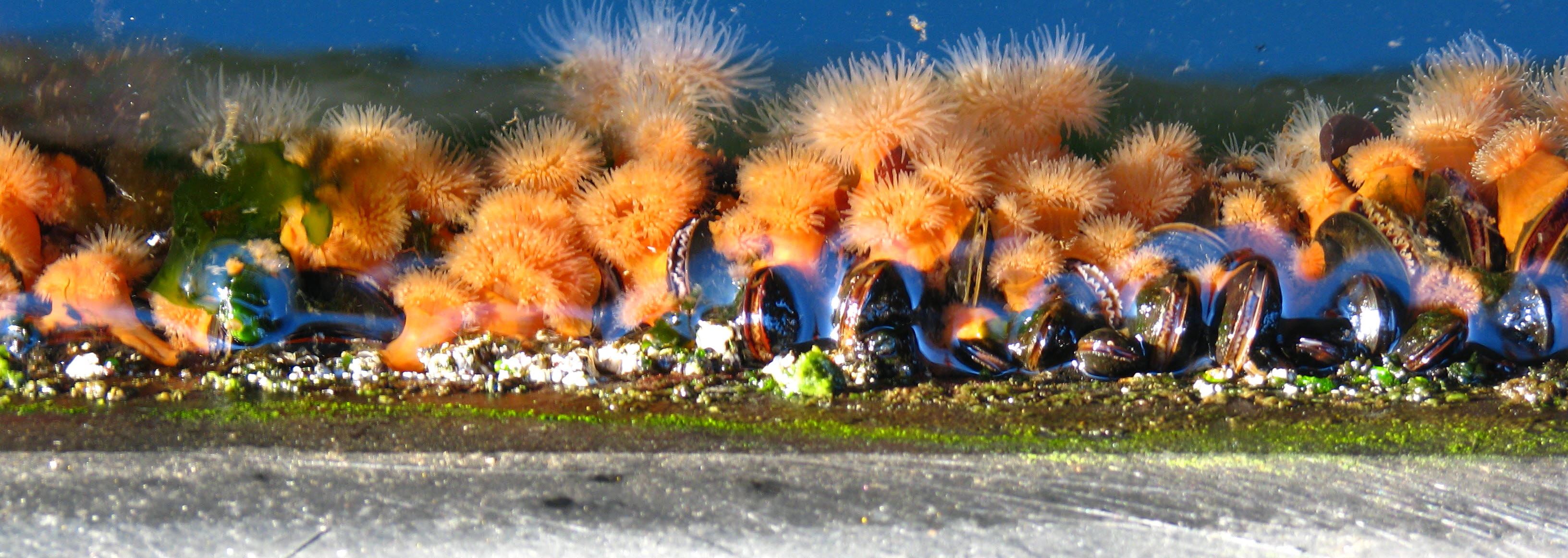 About biofouling - SINTEF