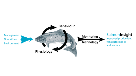 SalmonInsight - SINTEF