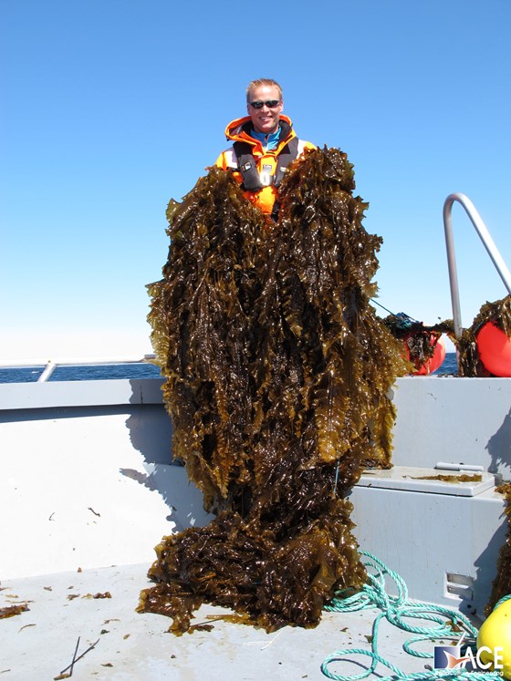Tare som råvare til biodrivstoff - SINTEF