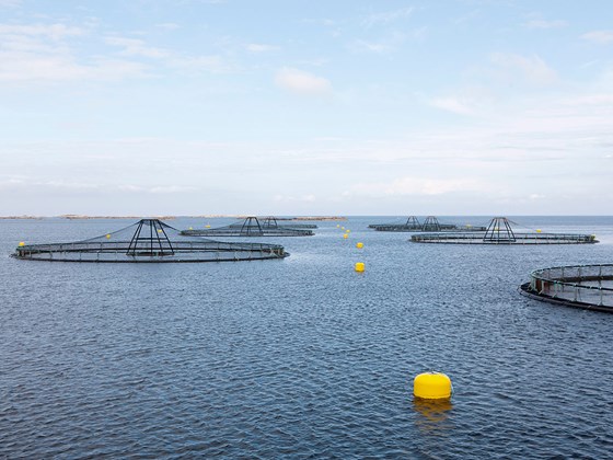 dFUSE – bedre utnyttelse av fisk som dør i merd - SINTEF