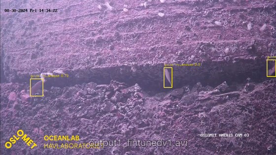 Ensemble Learning for Robust Fish Species Identification Across Diverse ...