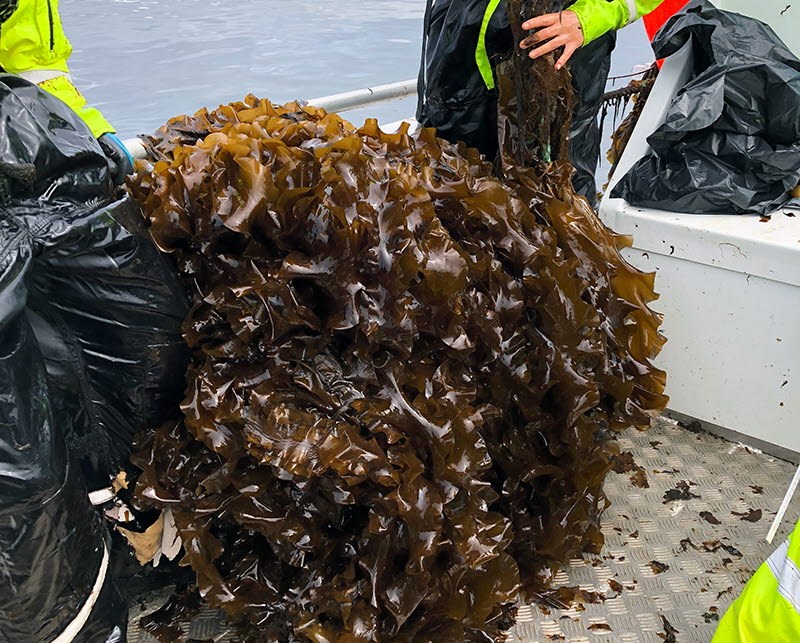 Kick-off for The Norwegian Seaweed Biorefinery Platform - SINTEF