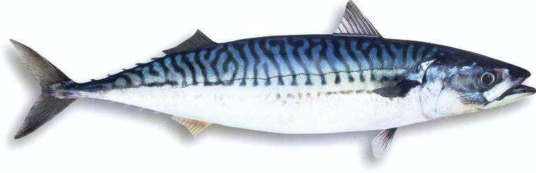 Høykapasitets produksjonslinje for makrellfilet - et bidrag til ...