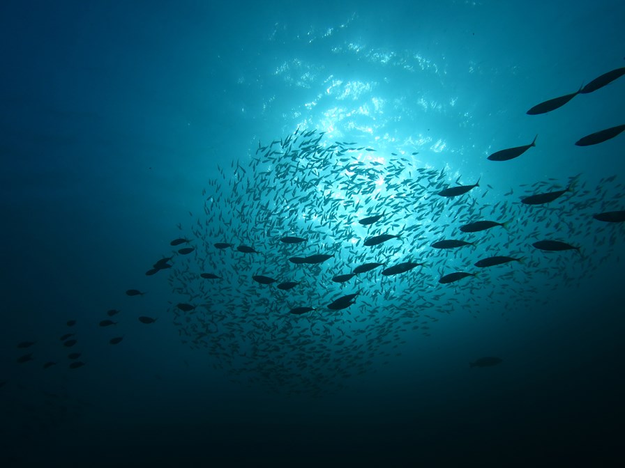 Forvaltning av havet ingen eier – BBNJ traktaten - SINTEF