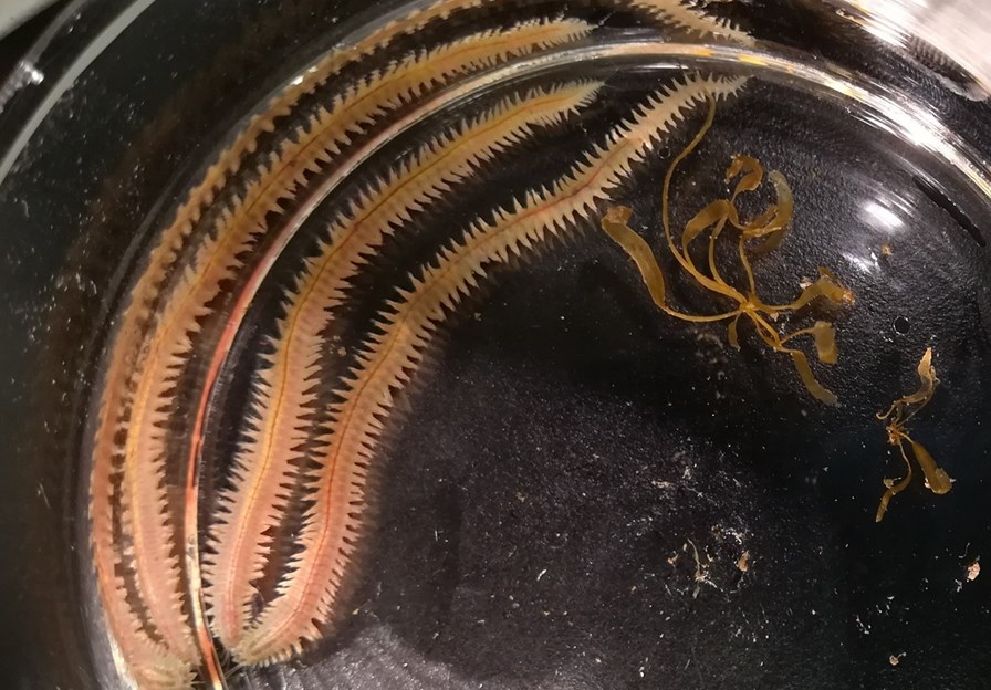 POLYCHAETE - Cultivation of Polychaeta as raw material for feed - SINTEF