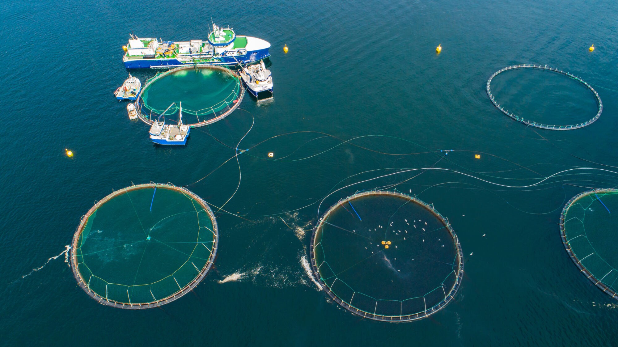 Et nytt fartøyskonsept skal hjelpe oppdrettsbransjen ut i røff sjø - SINTEF