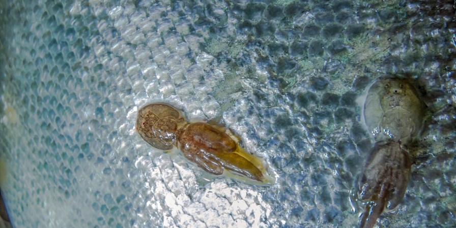 Learning to trace salmon lice - SINTEF